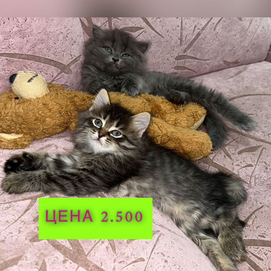 Котята пушистики,сибиряки