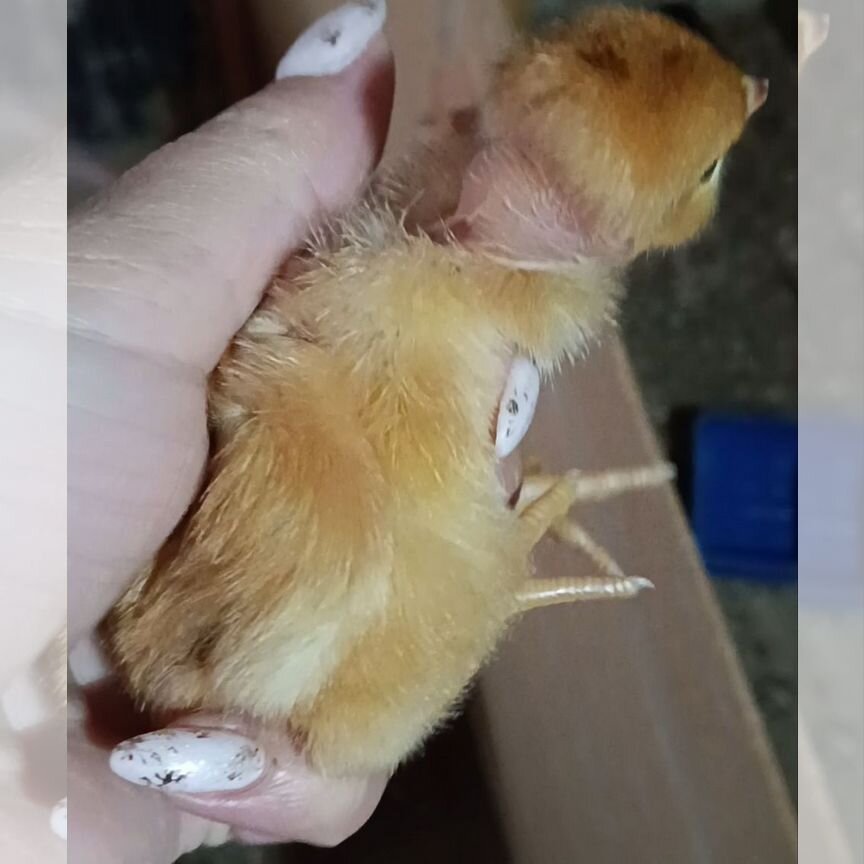 Цыплята выведу под заказ