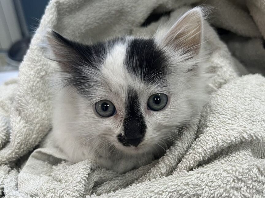 Милаш котенок