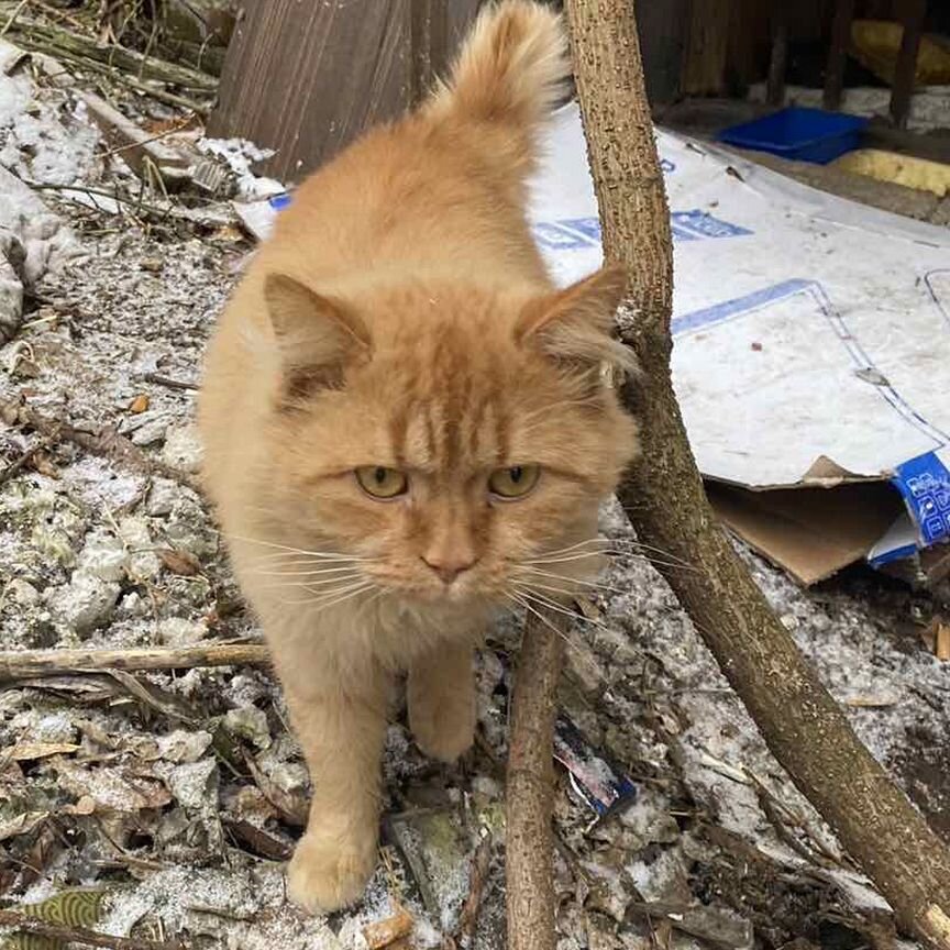 Котик в опасности не приспособлен к улице