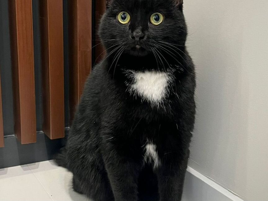 Маруся ищет дом