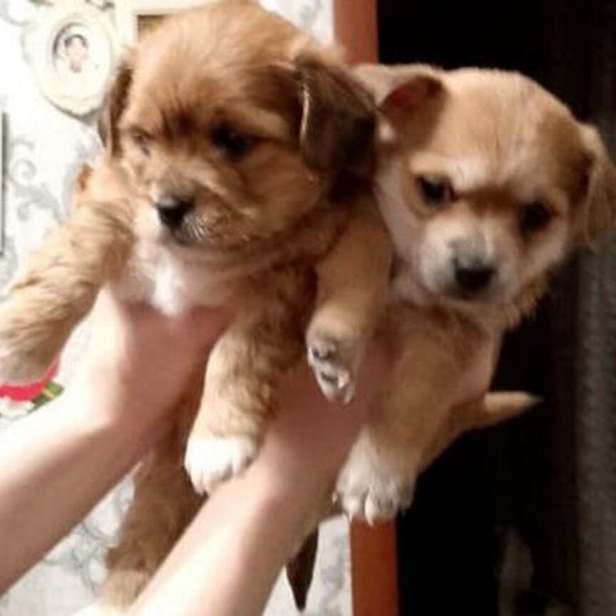 Йоркширский терьер щенки мальчики