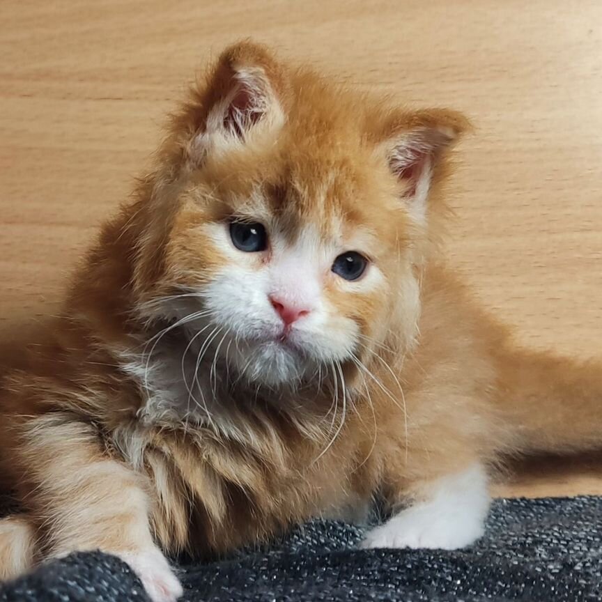 Шикарнейший Мейн Кун мальчик