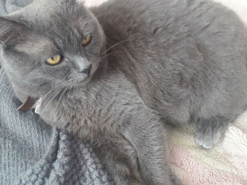 Уникальная кошка без хвоста