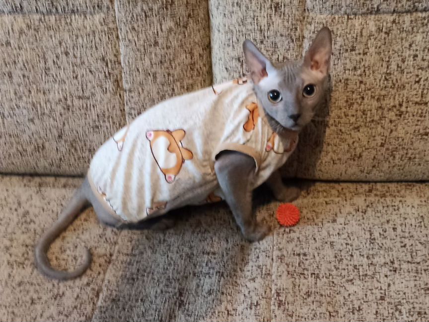 Донской сфинкс кот