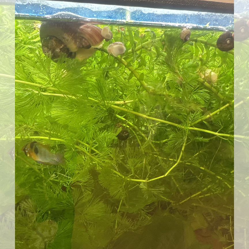 Улитка ампулярия