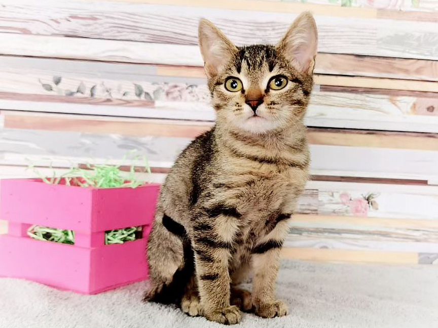 Милейший мальчик 1,5 месяца ищет родителей