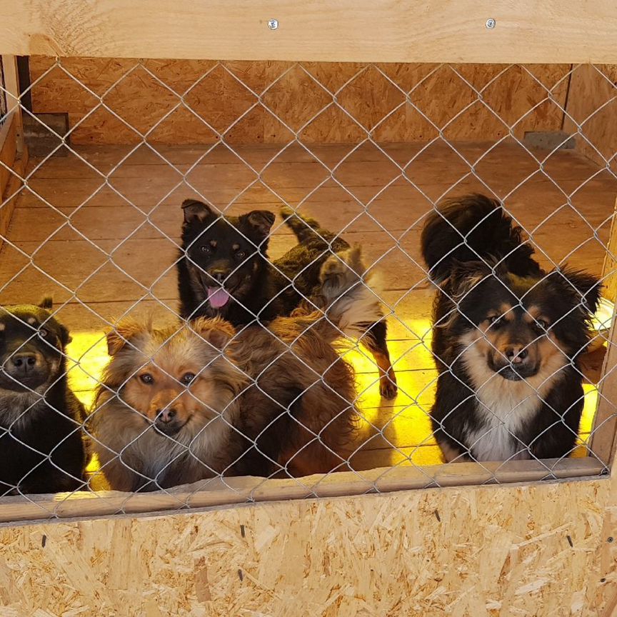 Двортерьер чистокровный) Отдам даром