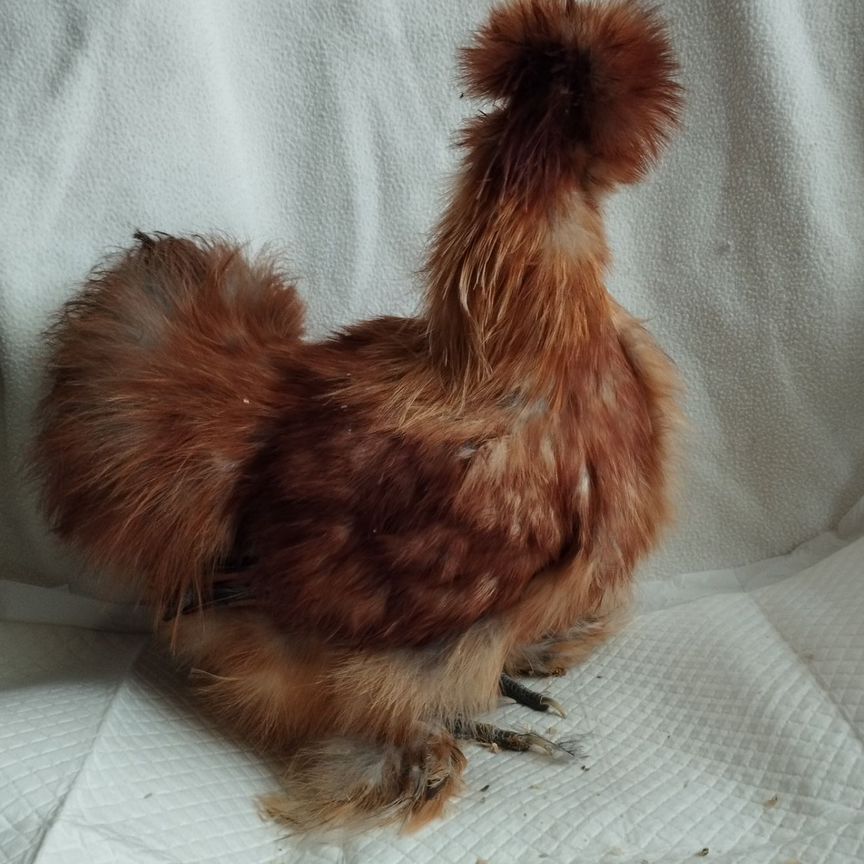 Петушки катайская шелковая