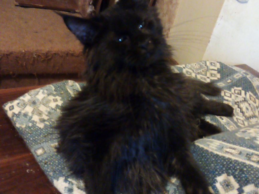 Девочка мейн-кун