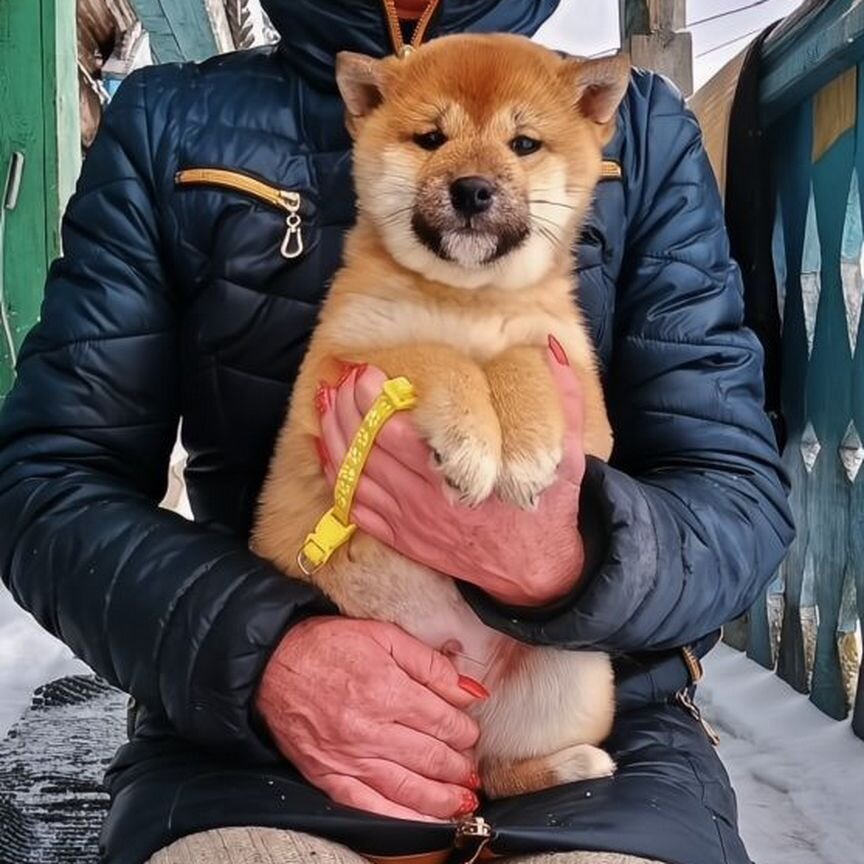 Сиба-ину, щенок