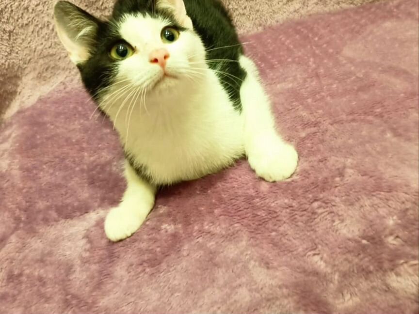 Ласковая кошечка в добрые руки