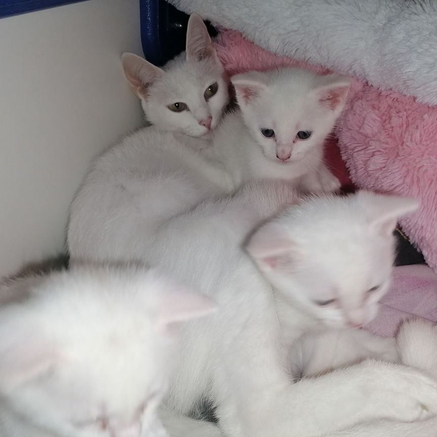 Белые котята британской породы