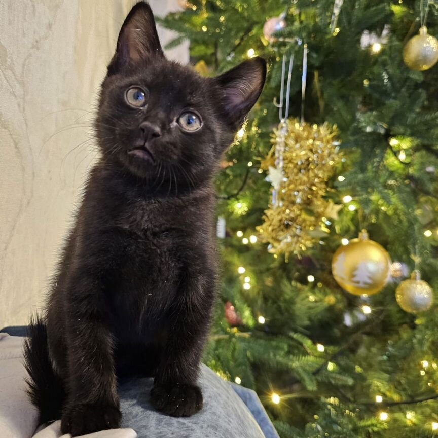 Черненький котик