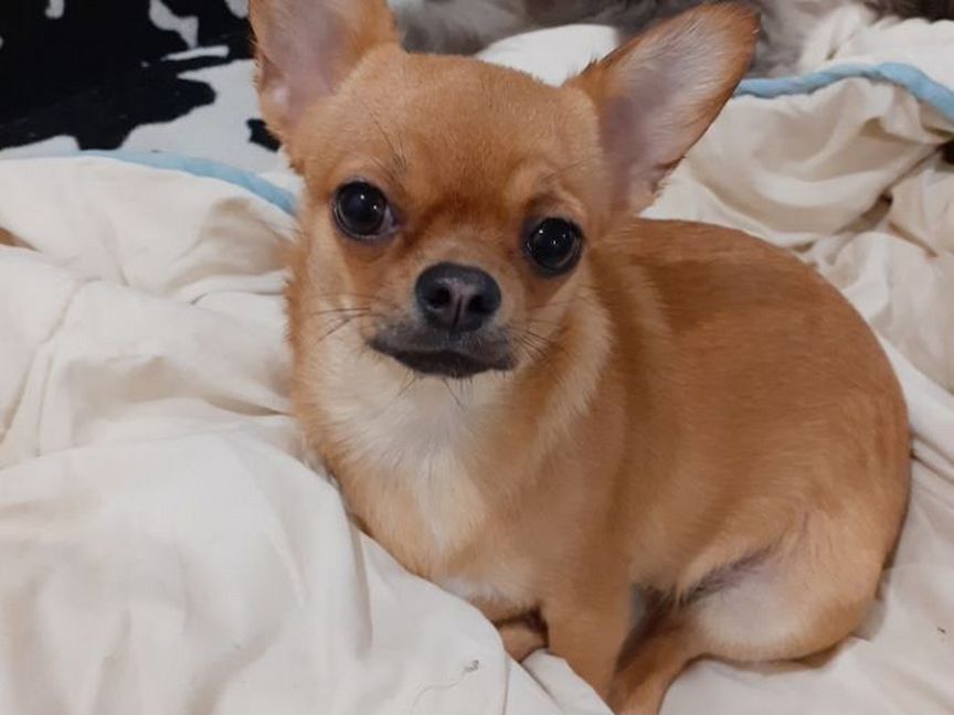 Щенки чихуахуа