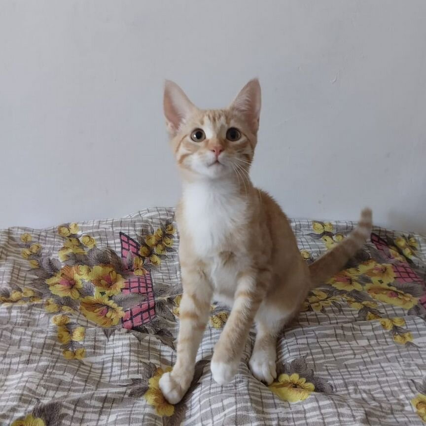 Котята в добрые руки приучены к лотку