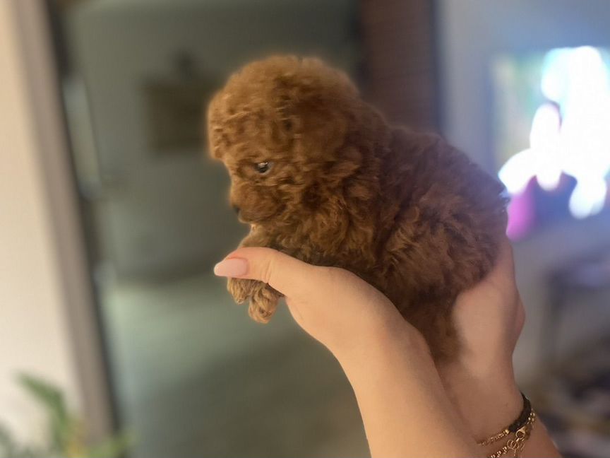 Micro tea cup РКФ