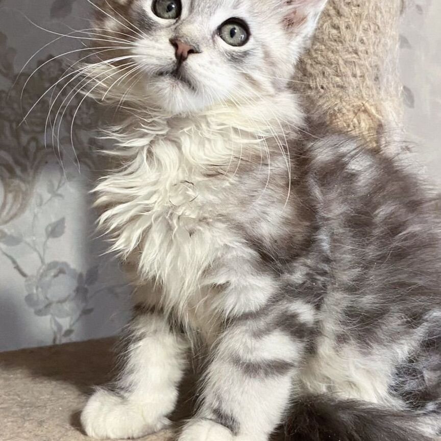 Яркий серебряный мальчуган