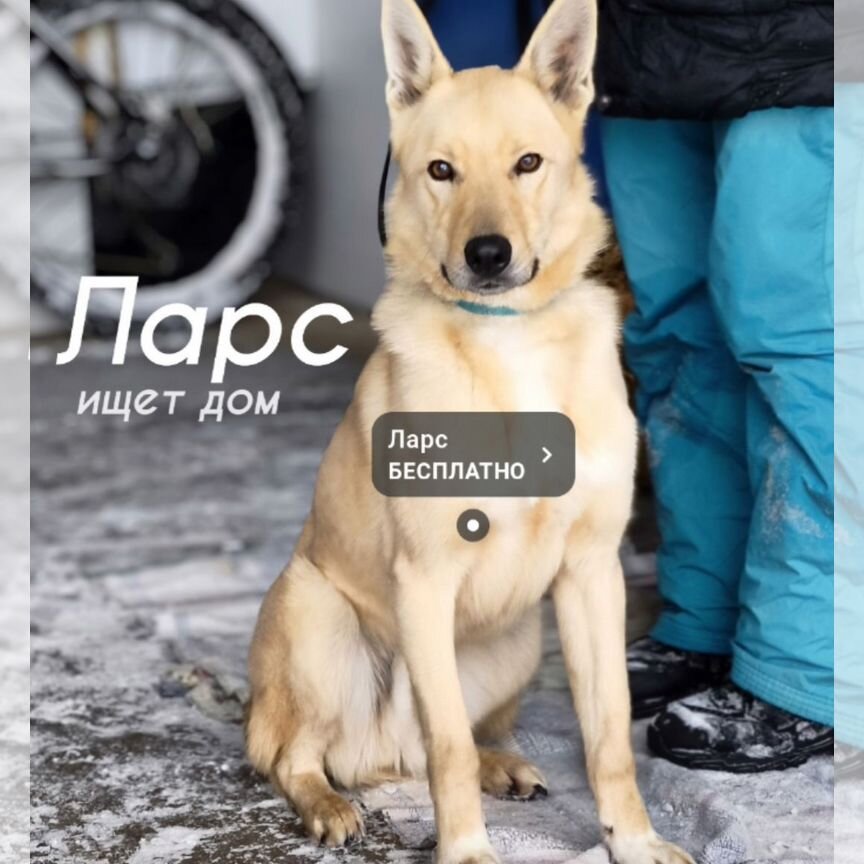 Взрослый пёс в добрые руки