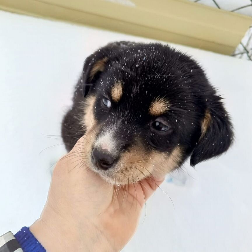 Щенок в добрые руки