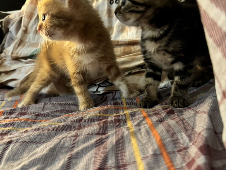 Шотландские котята