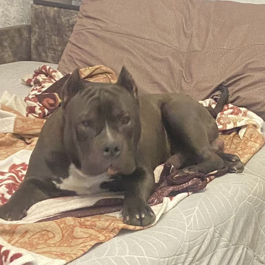 Американский булли, щенок