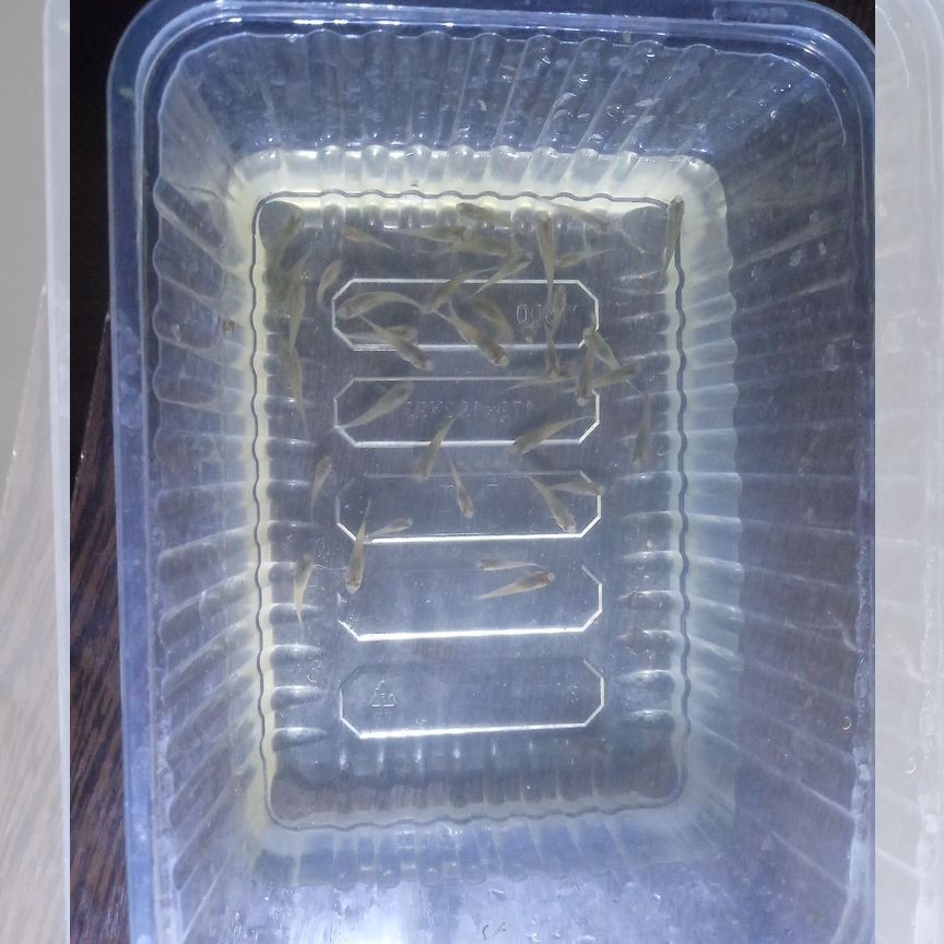 Аквариумные рыбки гуппи