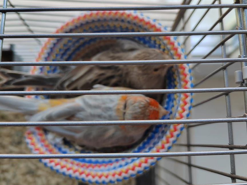 Пара канареек