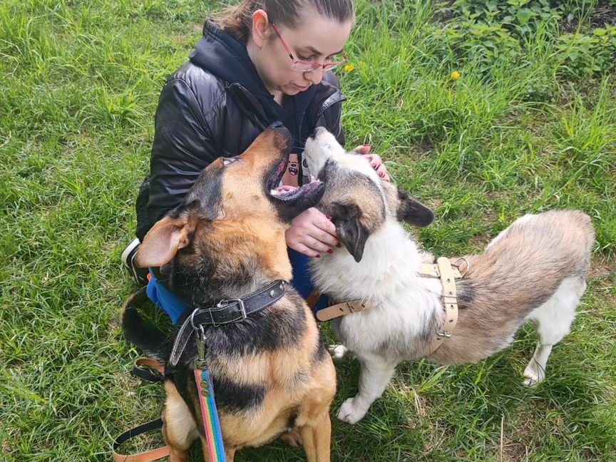 Прогулка с собаками