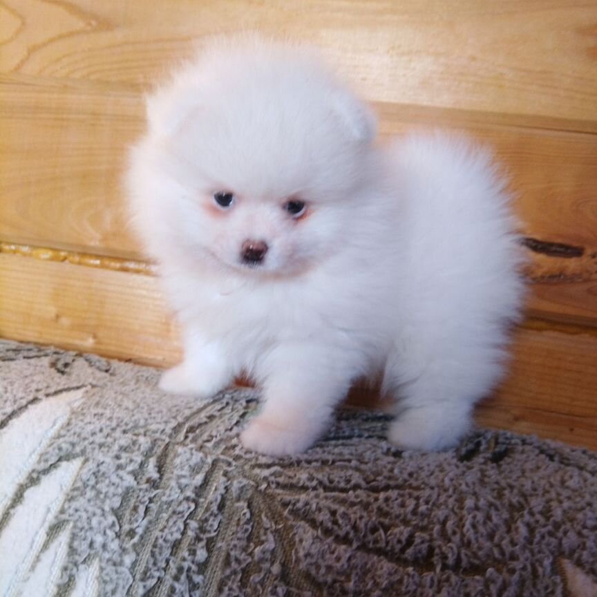 Померанский шпиц мини