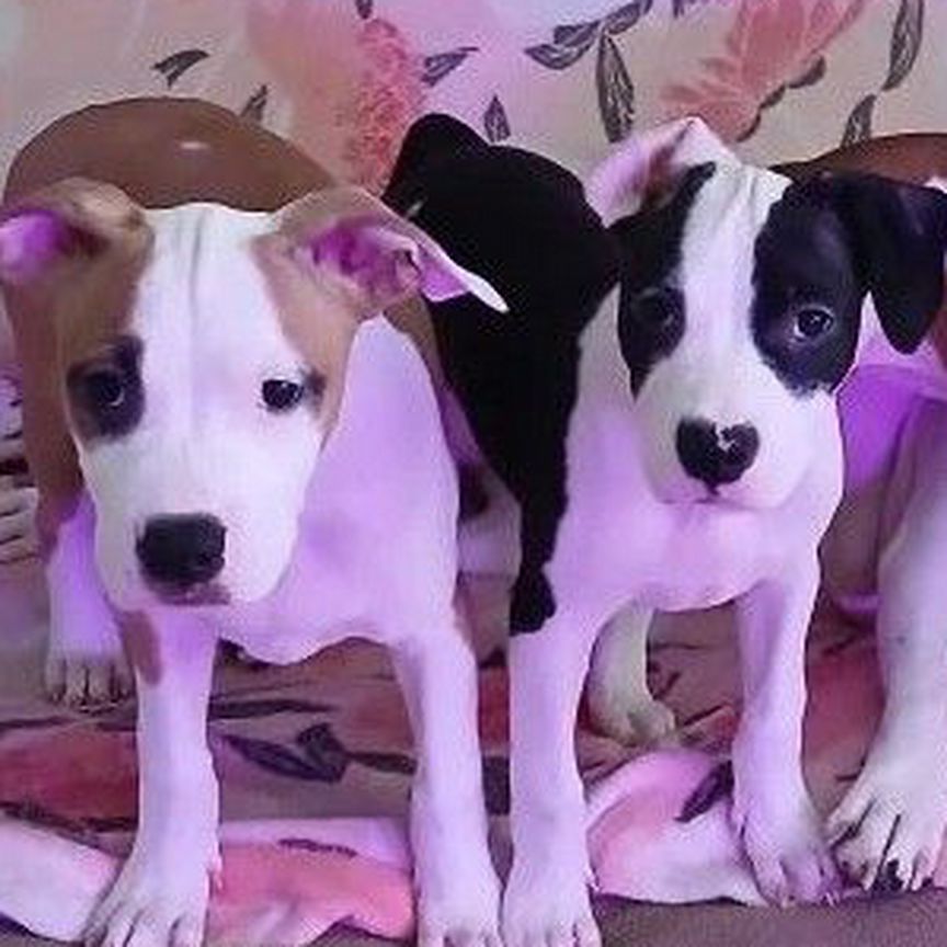 Американский стаффордширский терьер, щенок