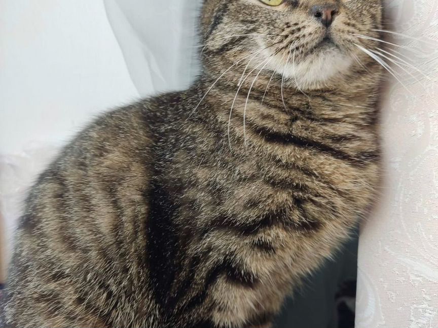 Молодой кошечке Люцие нужен хозяин