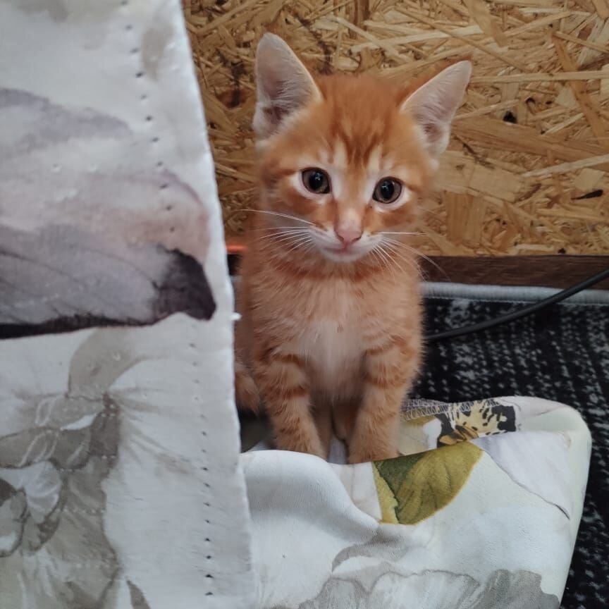 Котята