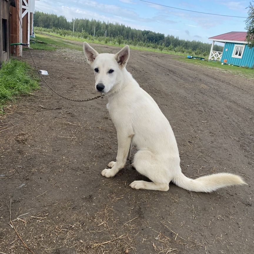Щенок в добрые руки