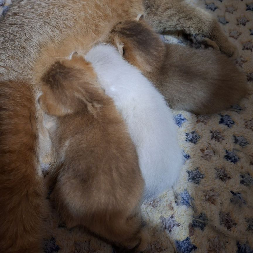 Шотландский вислоухий короткошёрстный котёнок