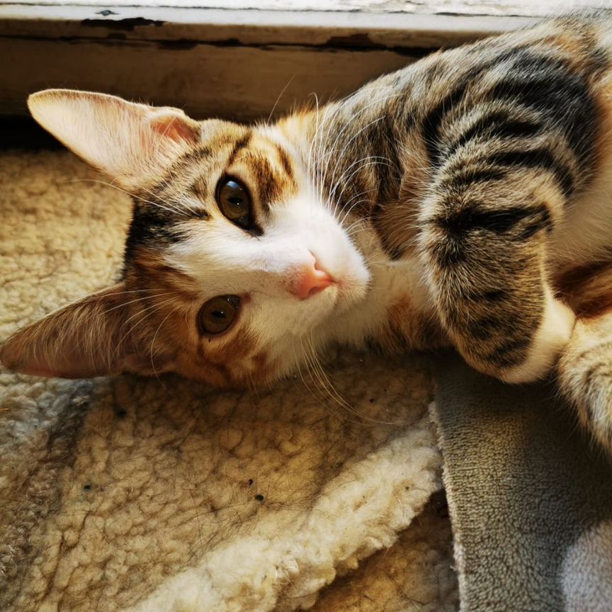 Котенок девочка в добрые руки