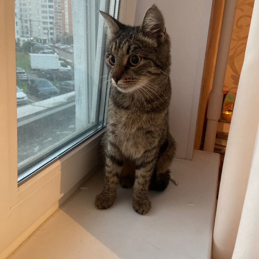 Котенок в добрые руки