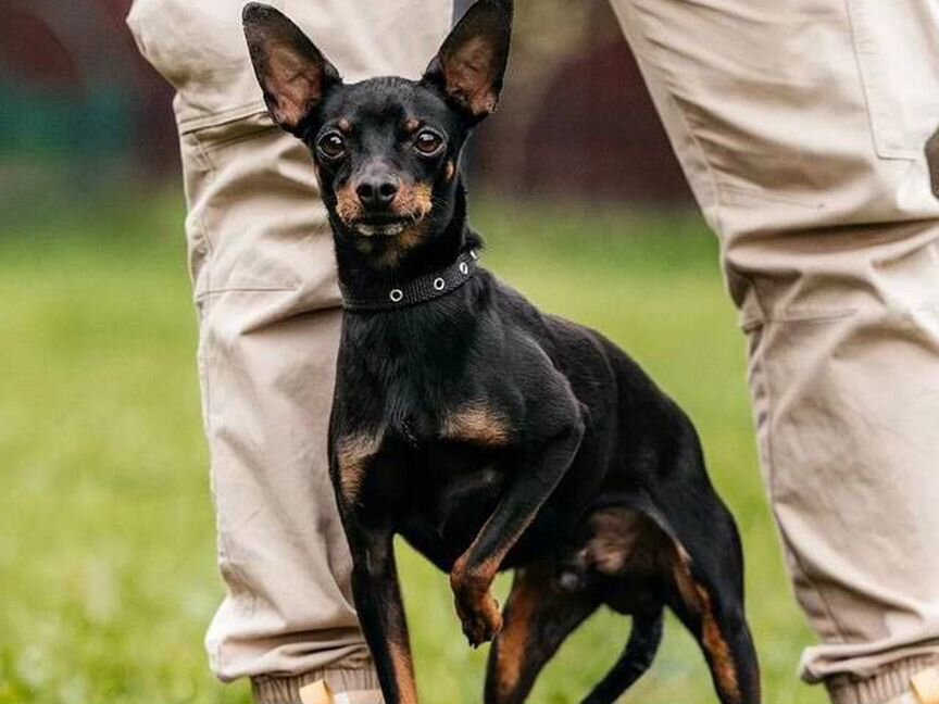 Той терьер в добрые руки маленькая собака
