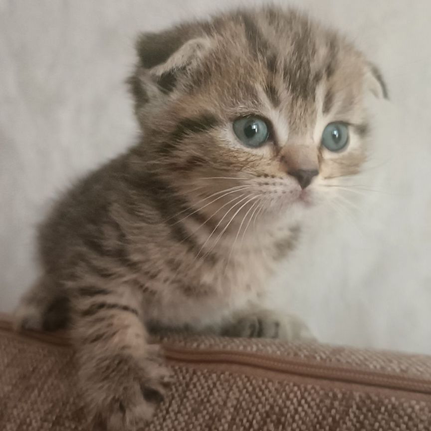 Шотландский вислоухий короткошёрстный котёнок