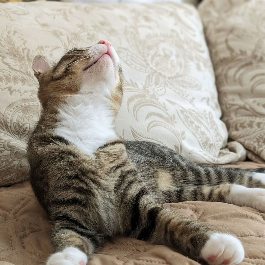 Котенок в дар