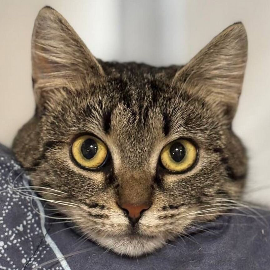 Взрослая, кошка в добрые руки