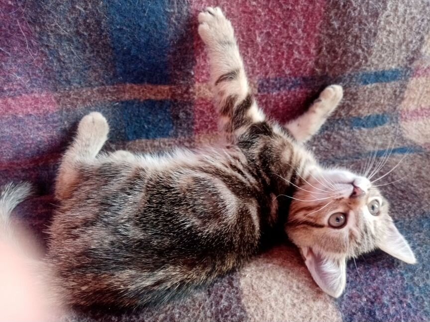 2 девочки и 2 мальчика. Отдаю в Надёжные руки