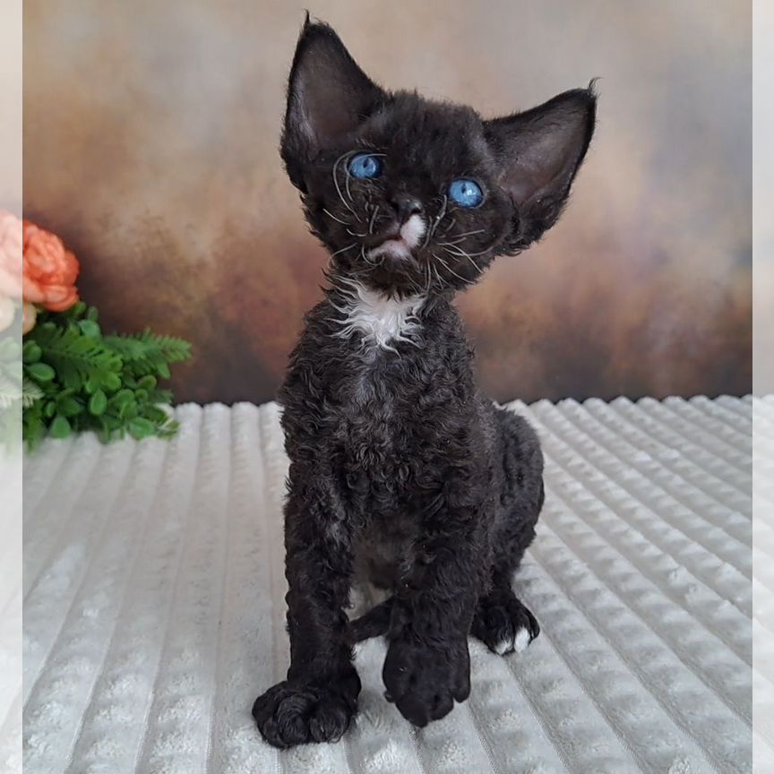 Девон-рекс котёнок