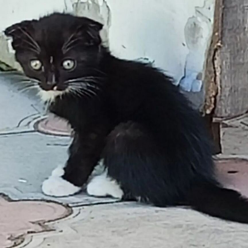 Шотландский вислоухий длинношёрстный котёнок