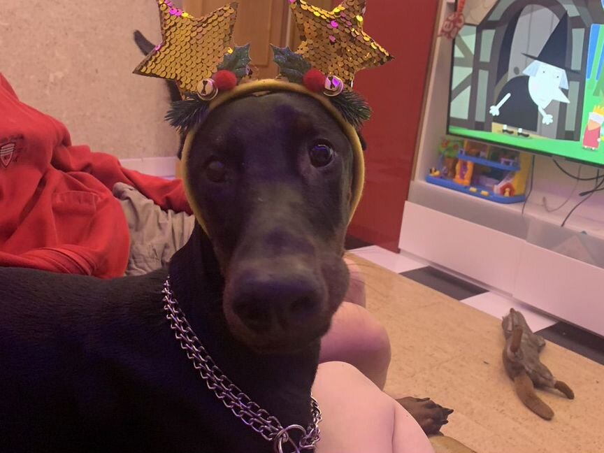 Собака в добрые руки доберман