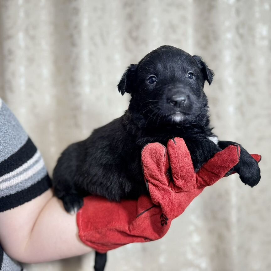 Щенок в приюте