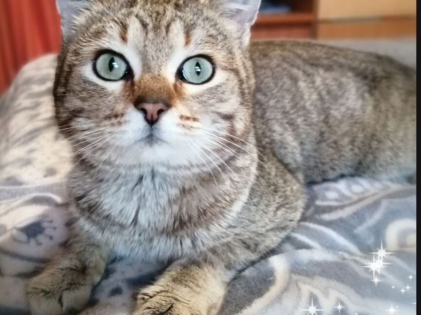 Котик в добрые руки