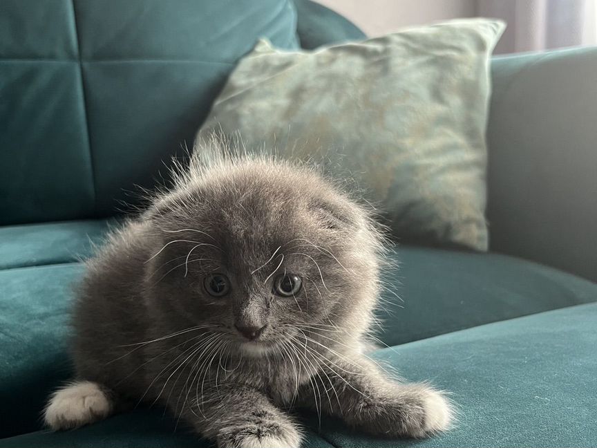 Шотландские котята