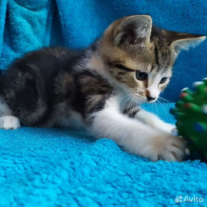 Котёнок Барсик