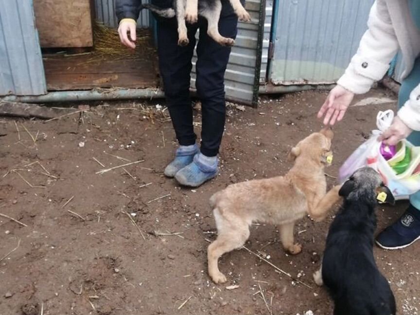 Собака